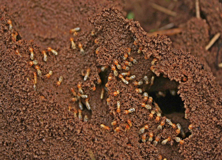 Infounik dan Menarik: 8 Fakta menakjubkan tetang Rayap