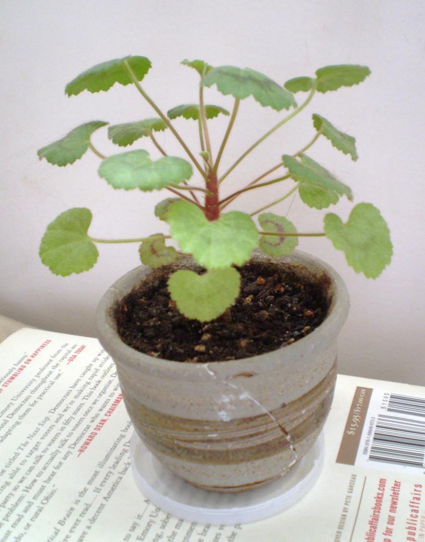 Green Jean: mini geraniums