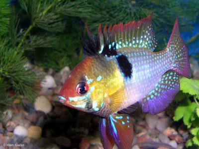 Le Ramirezi (Microgeophagus ramirezi)