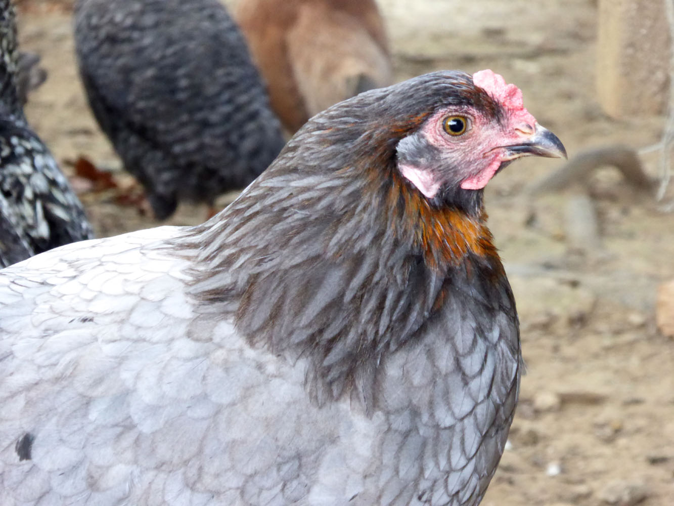 The Enchanted Tree: Olive Egger Mystery