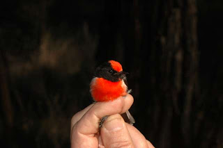 The Nature of Robertson: Birds from Charcoal Tank - September 2012