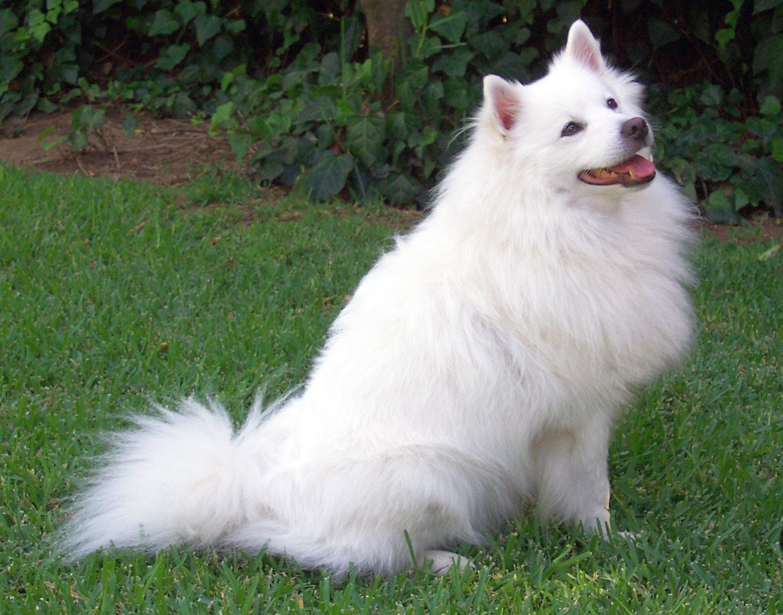 Pomeranian Dog Breeders Profiles and Pictures | Dog Breeders Profiles ...