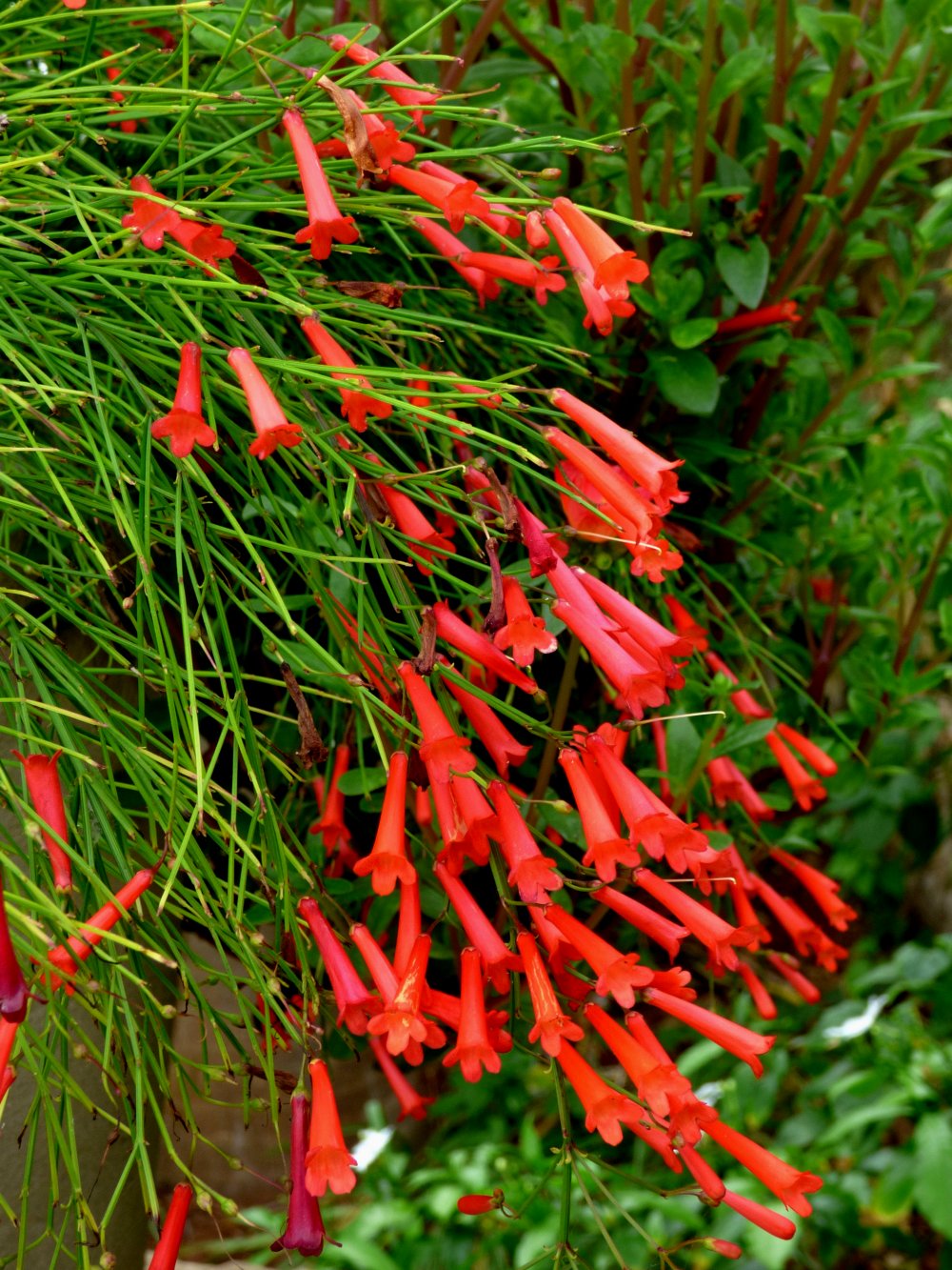 Jual Tanaman Bunga Air Mancur | Bunga Air Mancur Merah Murah | Russelia ...