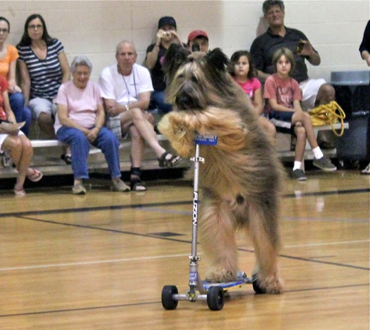 To Dog With Love: Norman Scooter Dog Rides for World Record Today!