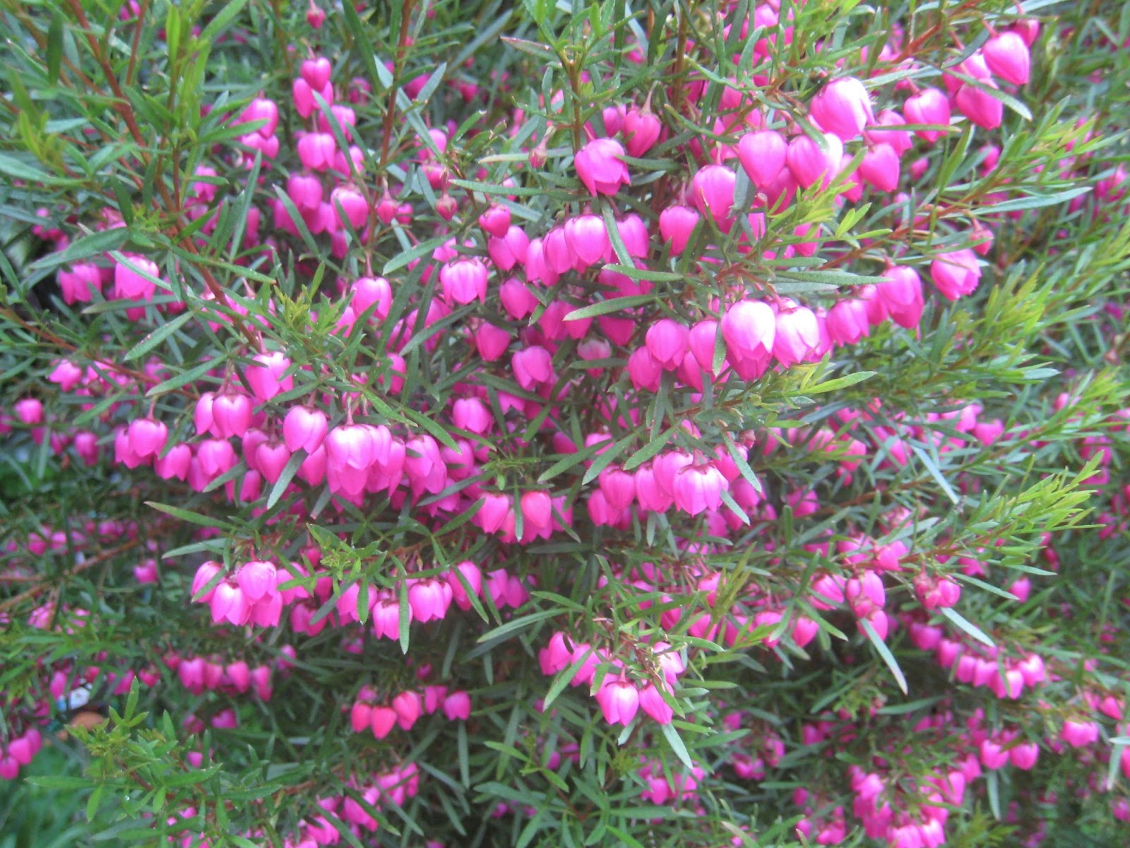 Beauty Of Flowers: Boronia