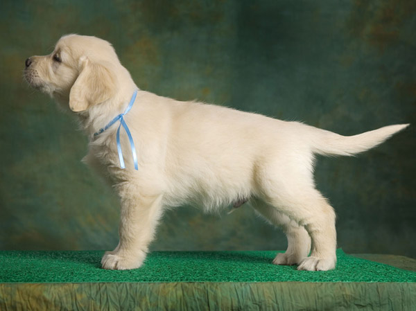 Все про тварин: Золотистий ретрівер або голден ретрівер (Golden Retriever)