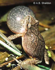 Along the Trail: Jeepers Creepers...it's the Spring Peepers!