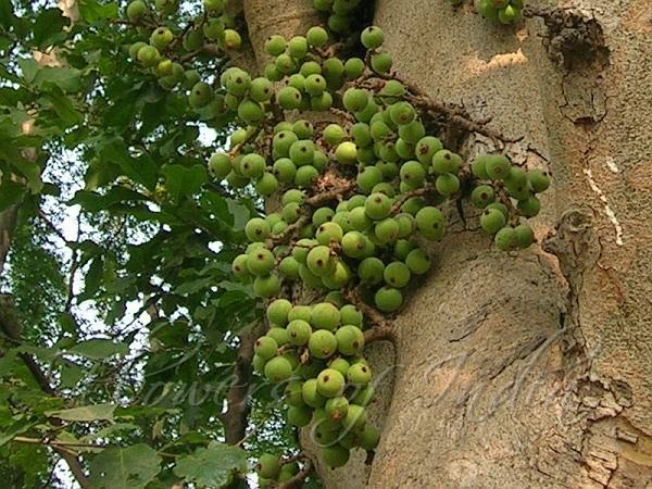 Goolar | Herbal Remedies