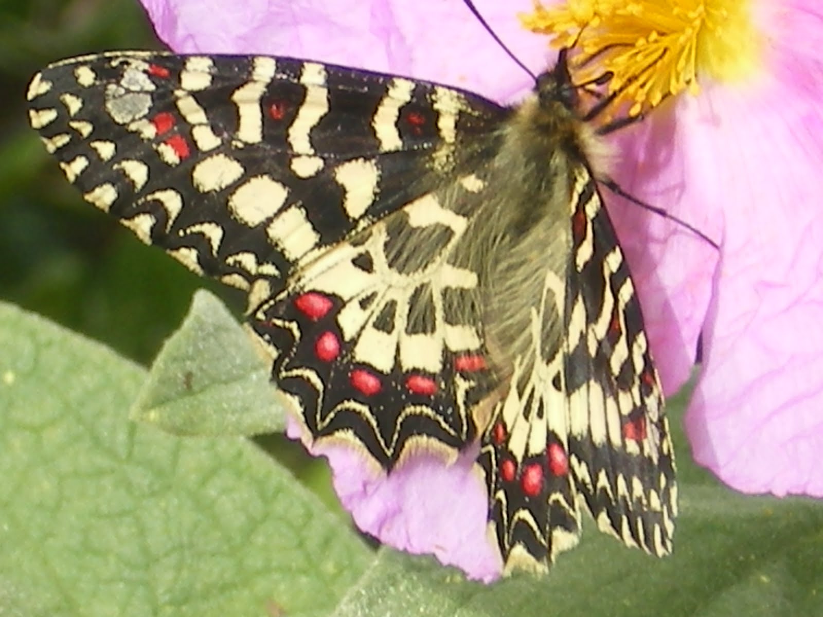 INSECTOS: LEPIDÓPTEROS