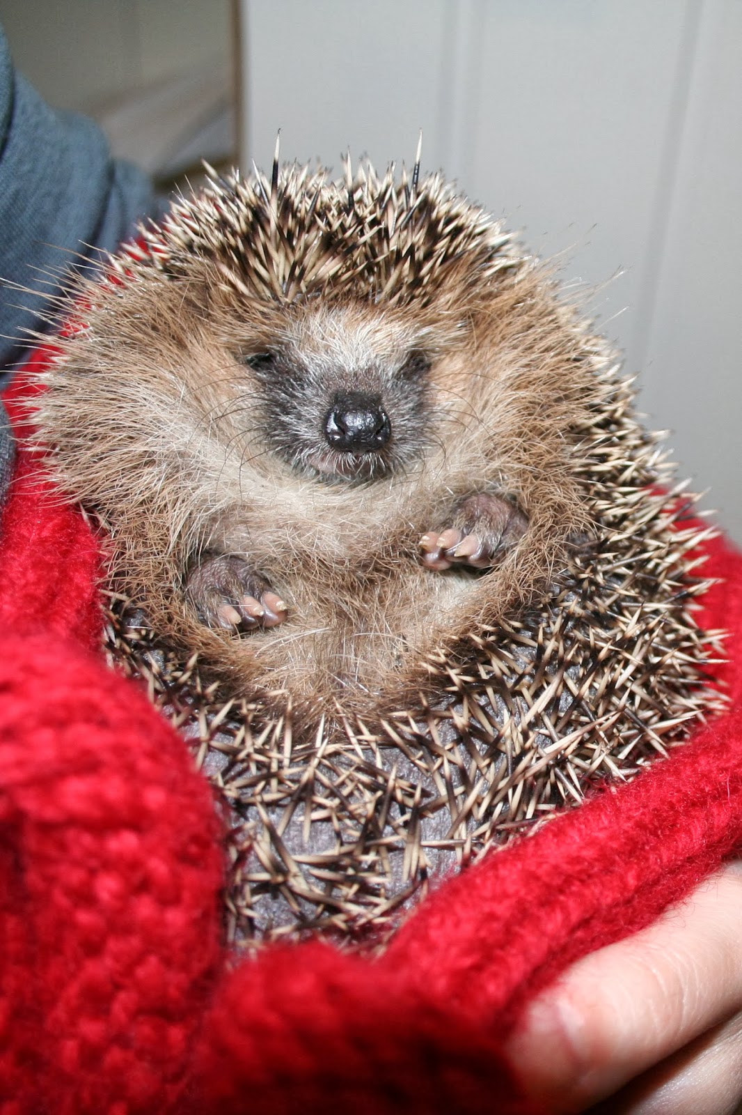 En helt uvanlig hverdag: Piggen