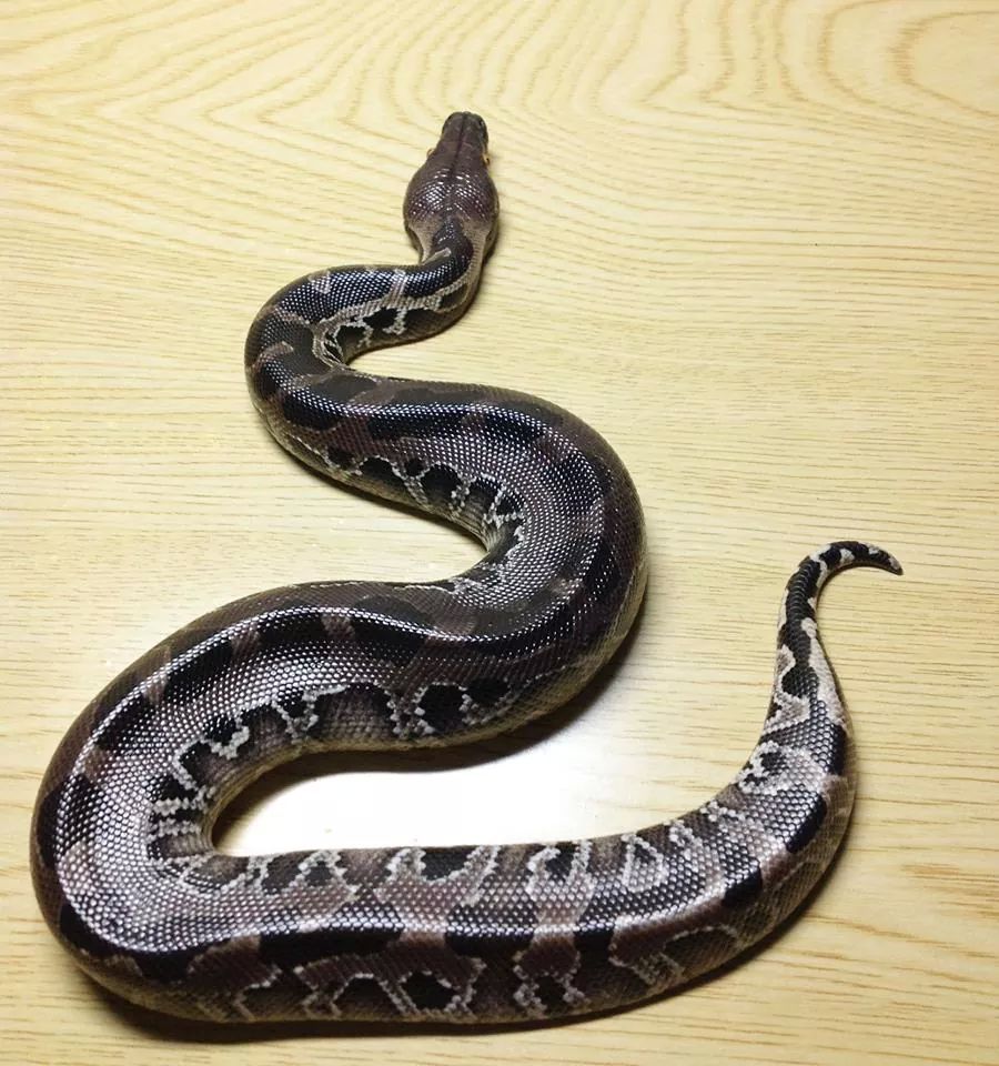 SALATIGA SNAKE INFORMATION: ULAR RAKSASA