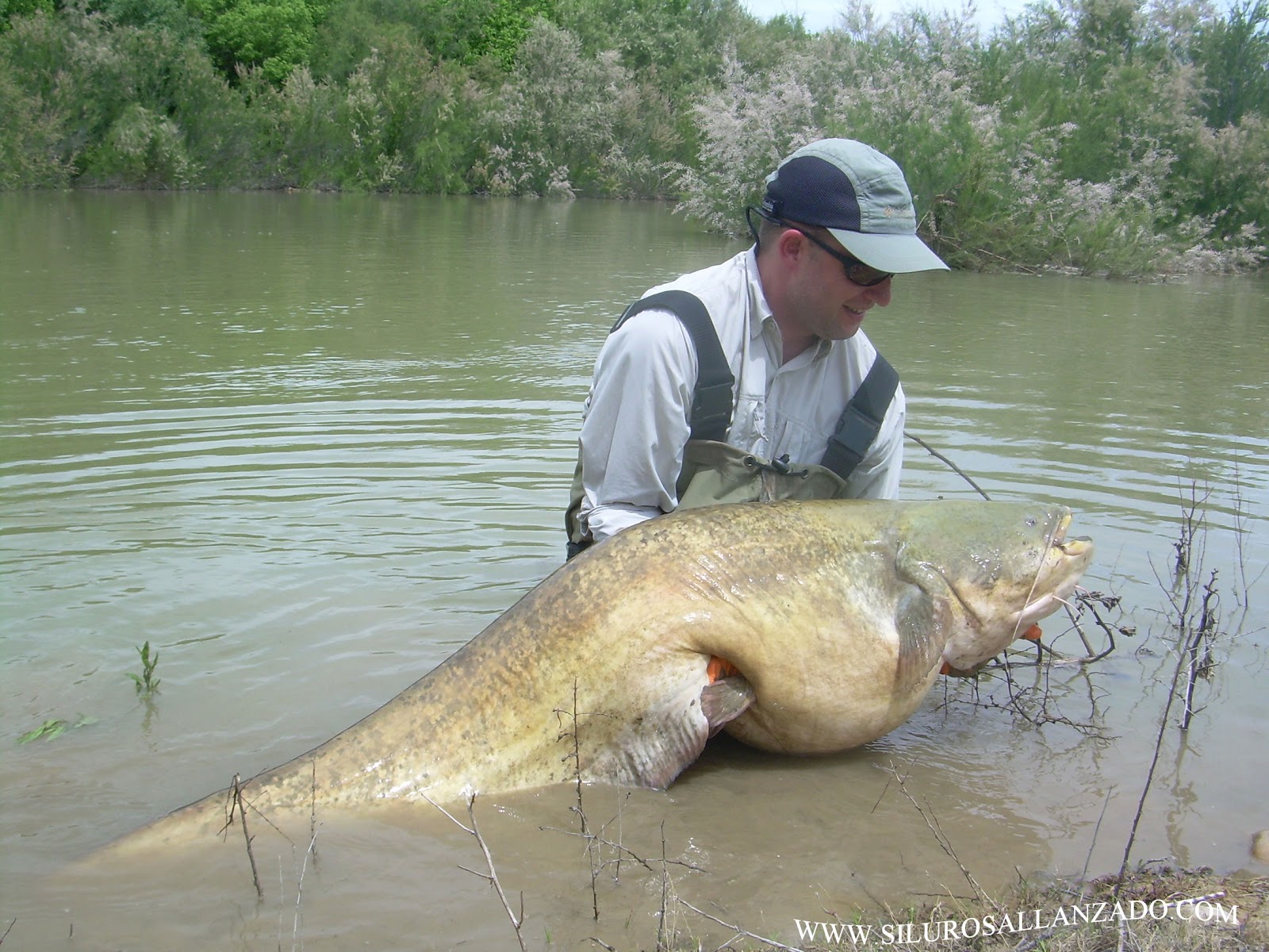 PESCA DEL SILURO EN EL EBRO: GUÍA DE PESCA SILUROS AL LANZADO