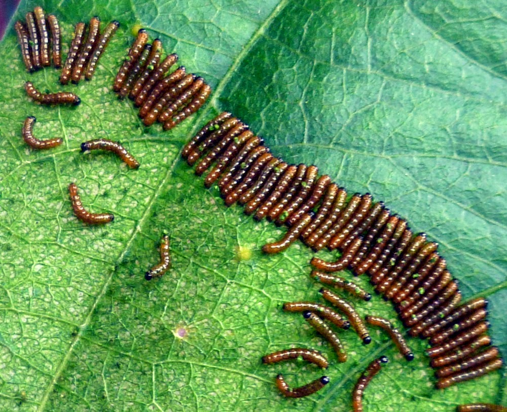 Lepidóptera 10º Norte: Larvas en mi jardín