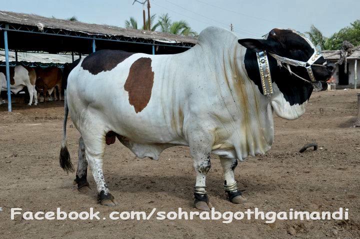 my animals: shah cattle farm bull