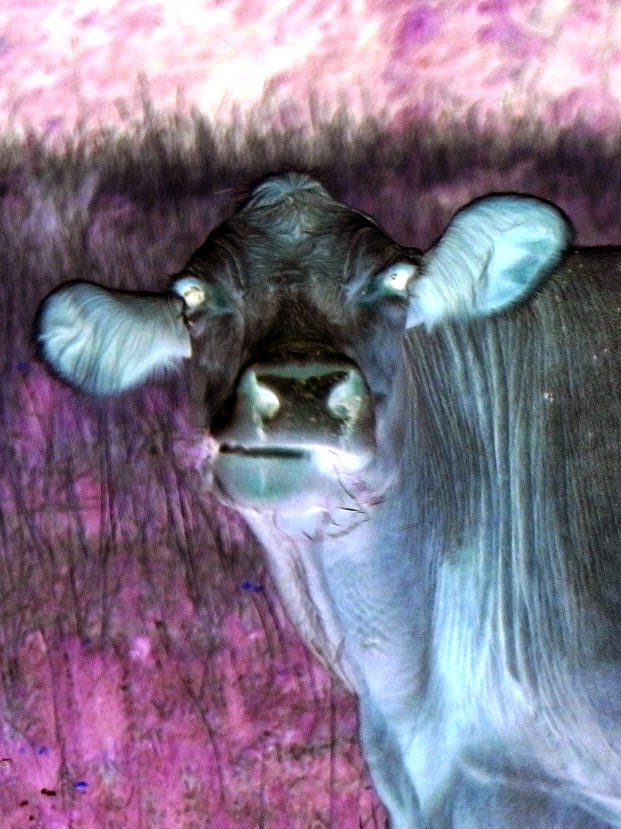 Gone Walkabout 2: Cow... Eight Ways