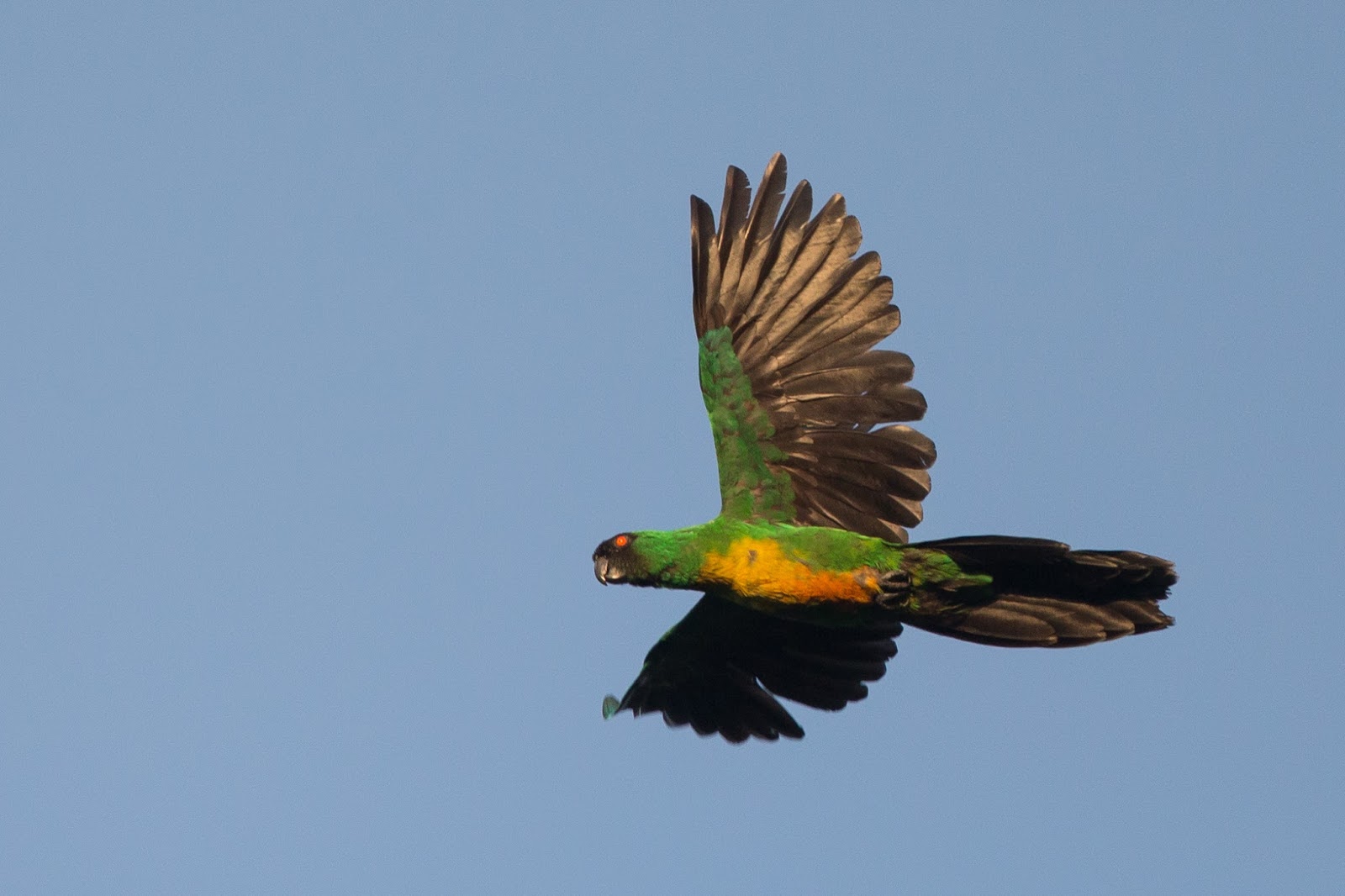 The Deskbound Birder: Australia, Fiji and New Caledonia - 18th November ...