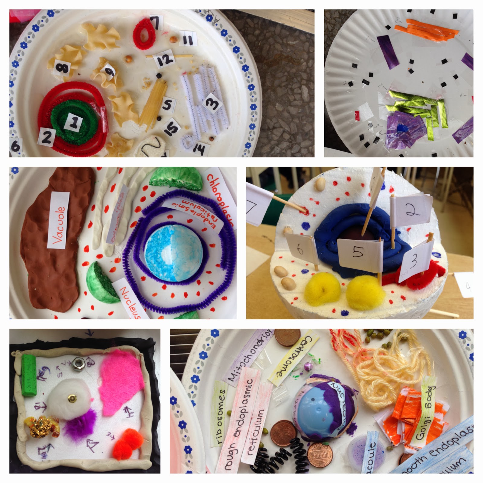 Ms. Zuberi Grade 8 Science 2013-2014: Cells: Culminating Activity