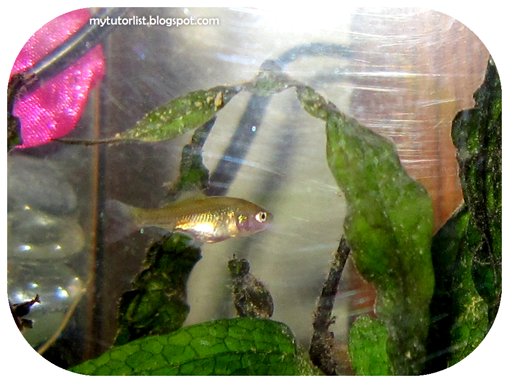 Baby Goldfish For Dinner : Behind Mytutorlist.com