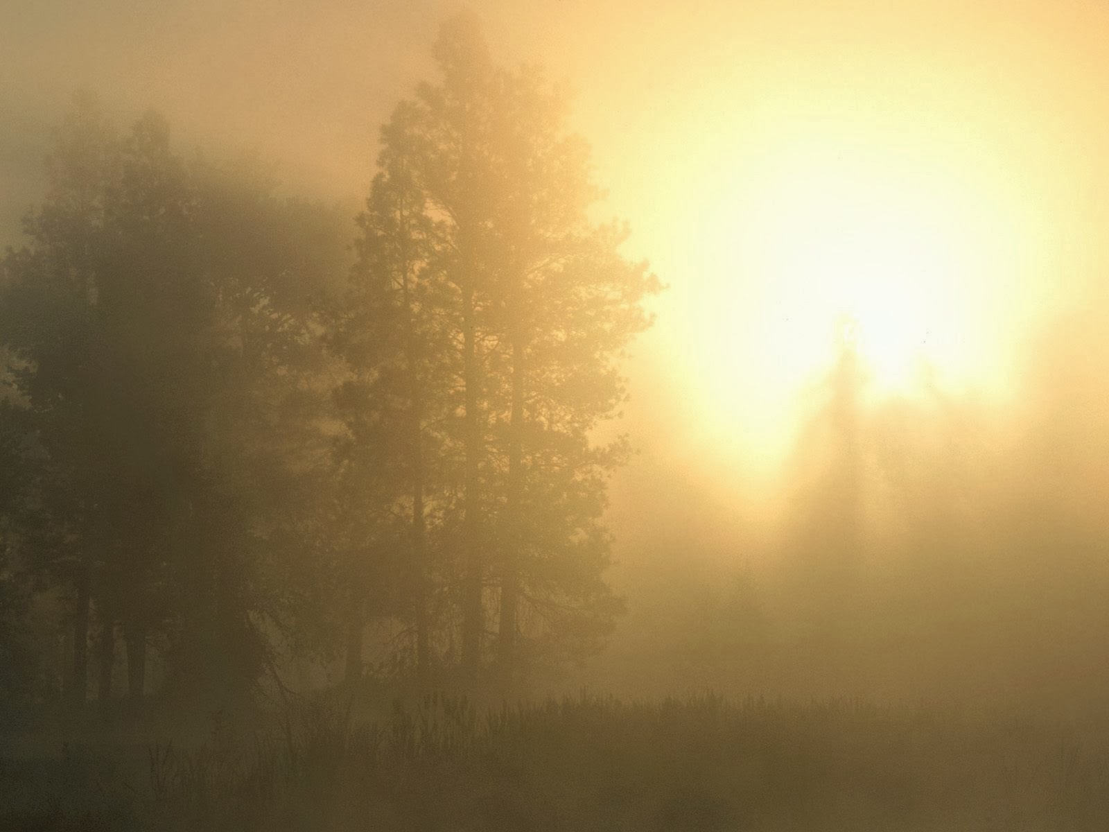 Neblina wallpapers HD