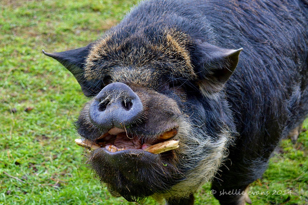 Two Go Tiki Touring: Only a Face a Mother Could Love