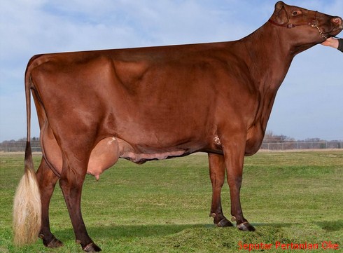 2900 Foto dan Gambar Sapi Beserta Jenis Jenisnya - REFERENSI ILMU ...