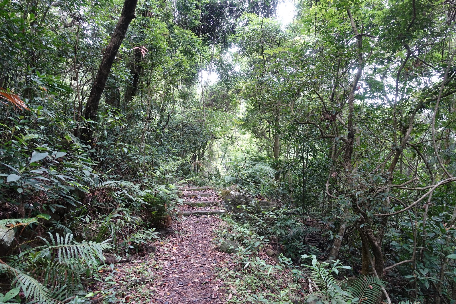 消耗五百食翻一千※香港行山記: 大埔滘黃路 Tai Po Kau Forest Yellow Walk