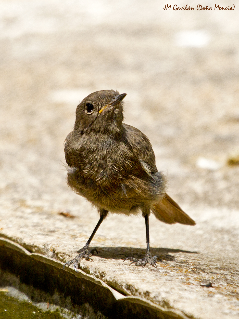 Fotografía de Naturaleza - JM Gavilán: Pareja de Colirrojo tizón ...