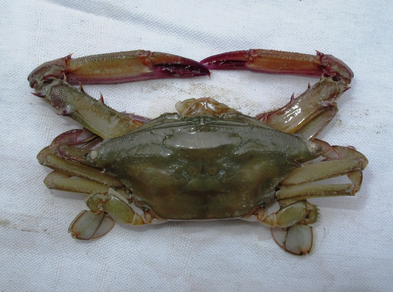 Portunidae, one step closer ~ Sari Laut
