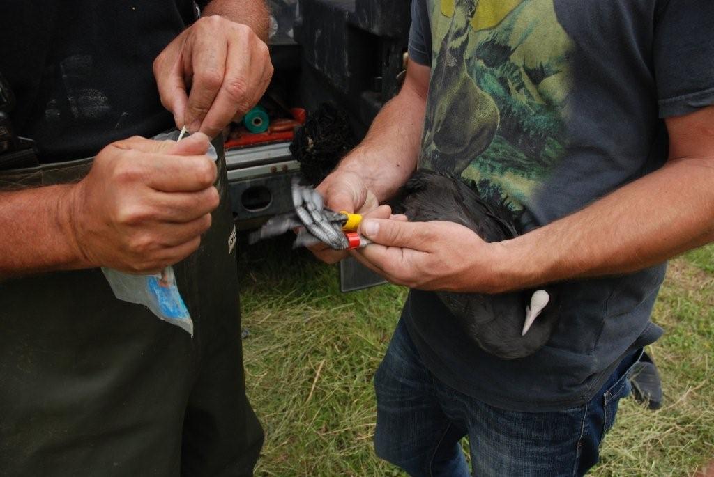 Lower Derwent Valley National Nature Reserve: 26/03/12 - Look out look ...