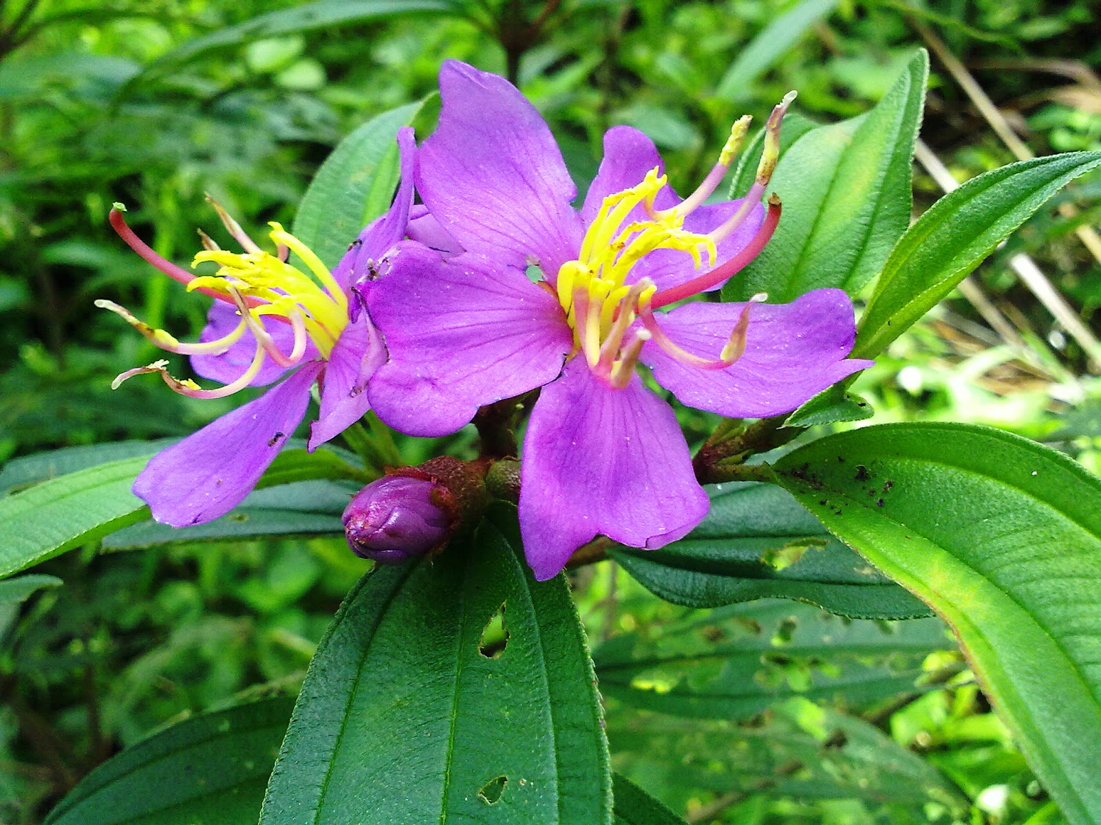 Kecantikan & Keunikan Bunga Desa - Relaks Minda