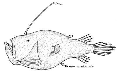 The Fish Portal: Anglerfish Classification