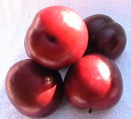 My Back Forty Garden and Park: Red Plum Preserves