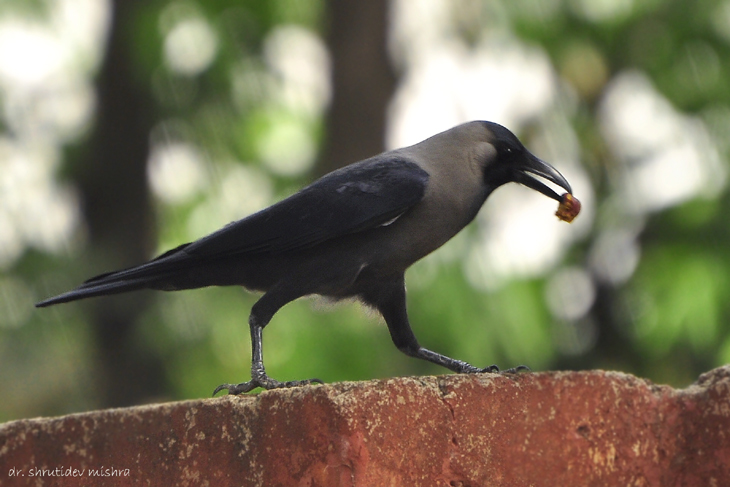 Indian Birds Photography: [BirdPhotoIndia] House Crow Feeding on Ficus ...