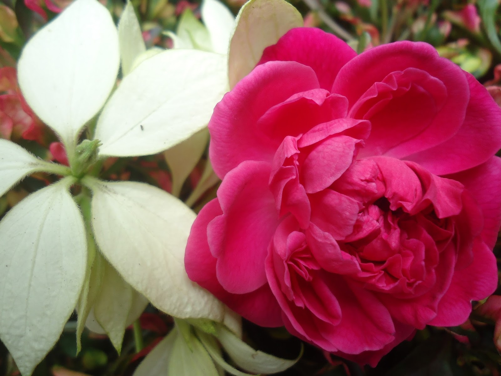 Bunga Mawar Merah Lambang Cinta - Rumah Daun Muda