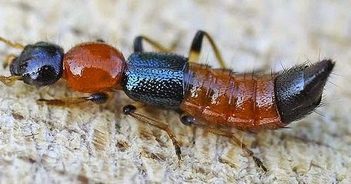 Tomcat bahaya gigitan tomcat dan pencegahan - Baritoko