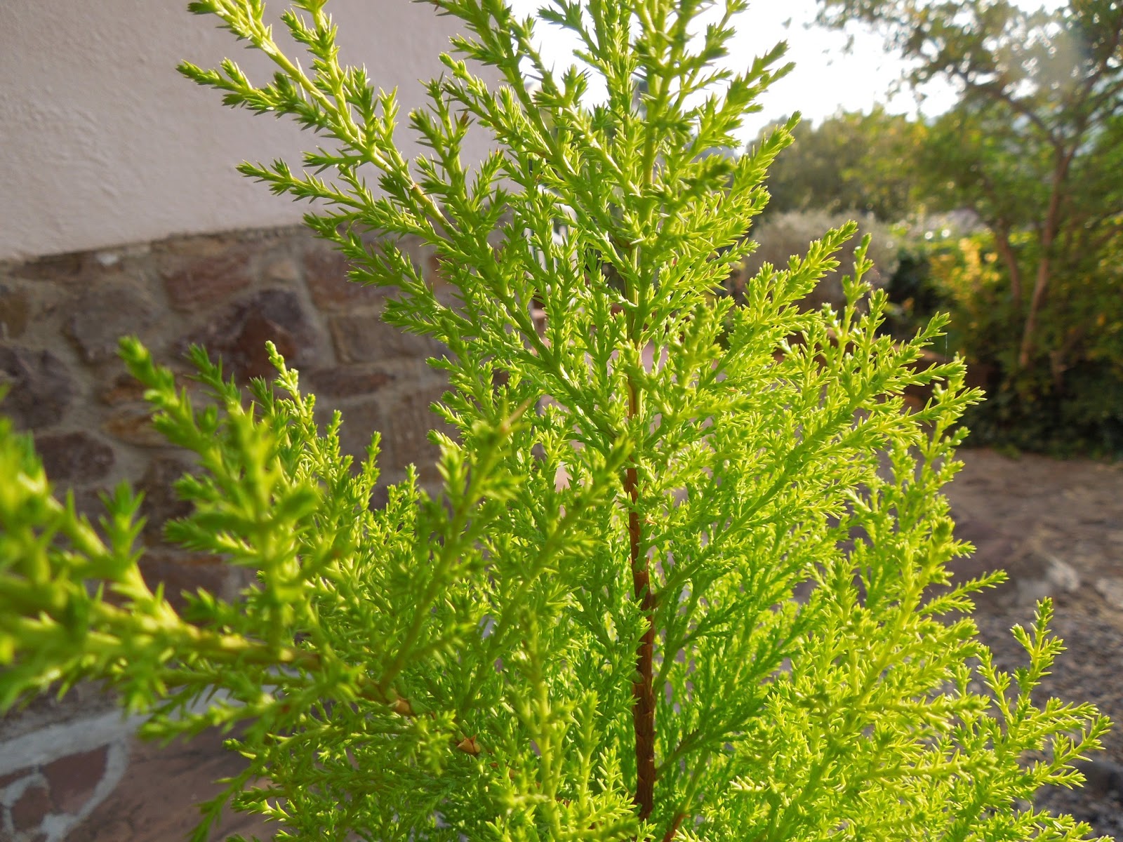 CEDRO LIMON - BOTÀNIC SERRAT