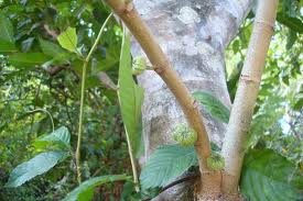 Herbs-Treat and Taste: TROPICAL FIG TREE, FICUS SEPTICA: HEALTH ...
