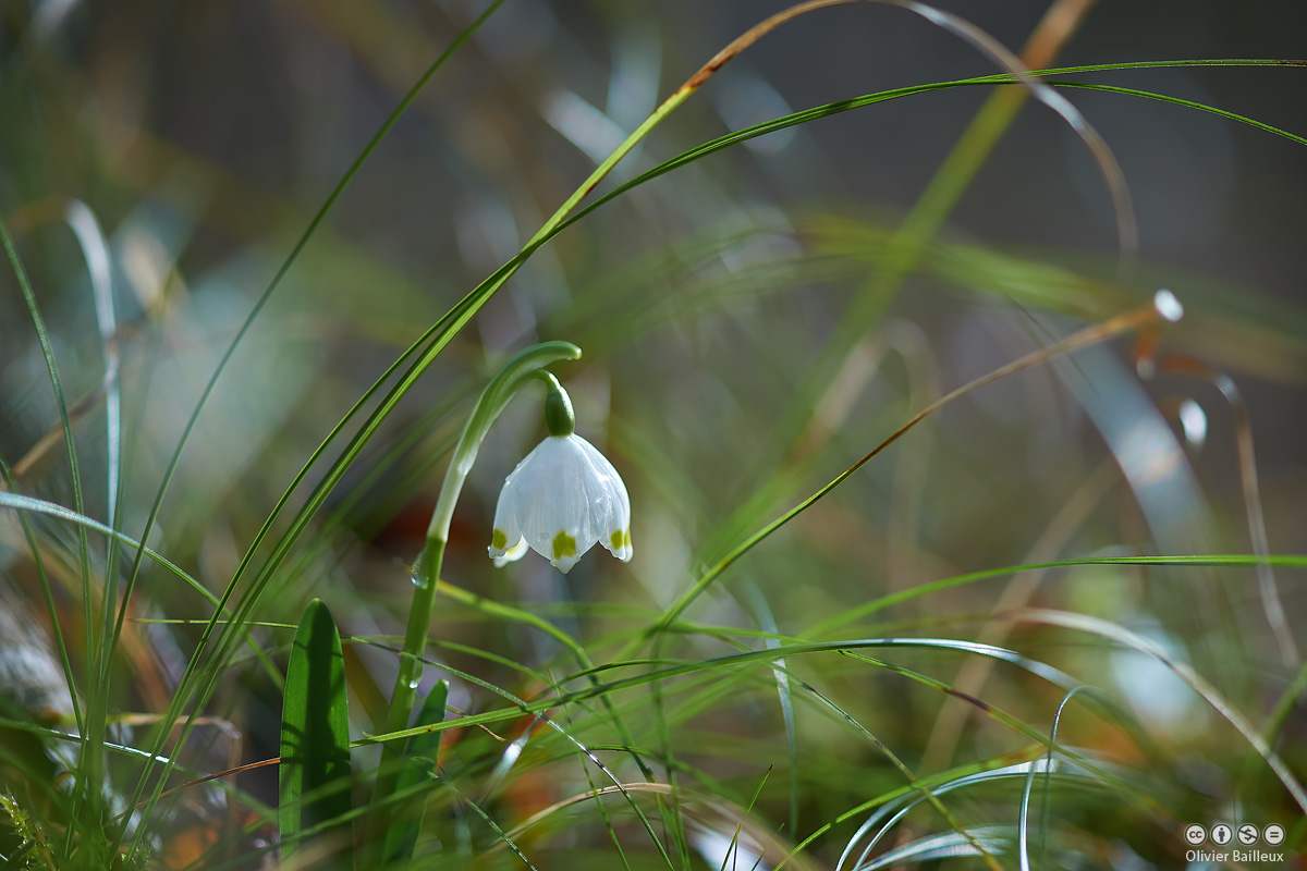 Fleur Clochette Blanche Télécharger Télécharger | Unique PhotoPNG