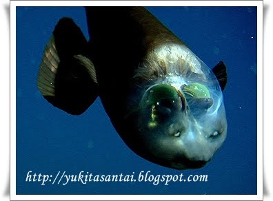 Unik | Ikan Aneh Berkepala Transparan - Yukitasantai™