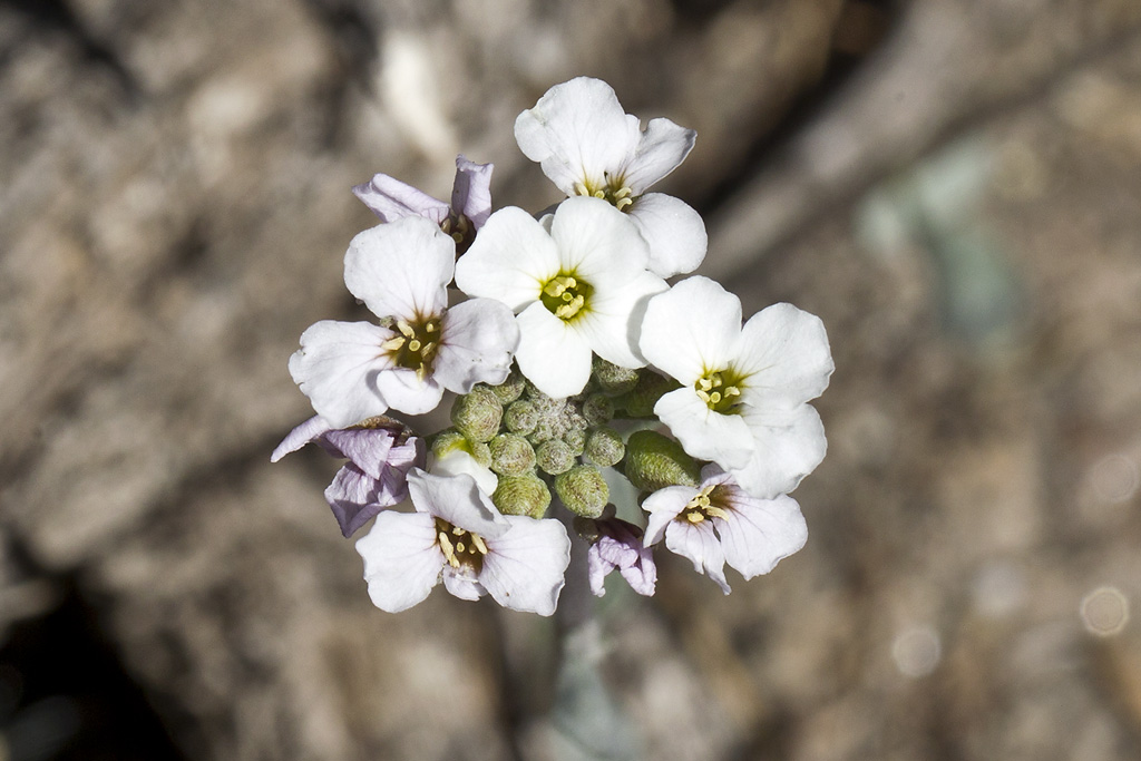 Your Daily Dose of Sabino Canyon: Golden Smoke and White Bladderpod