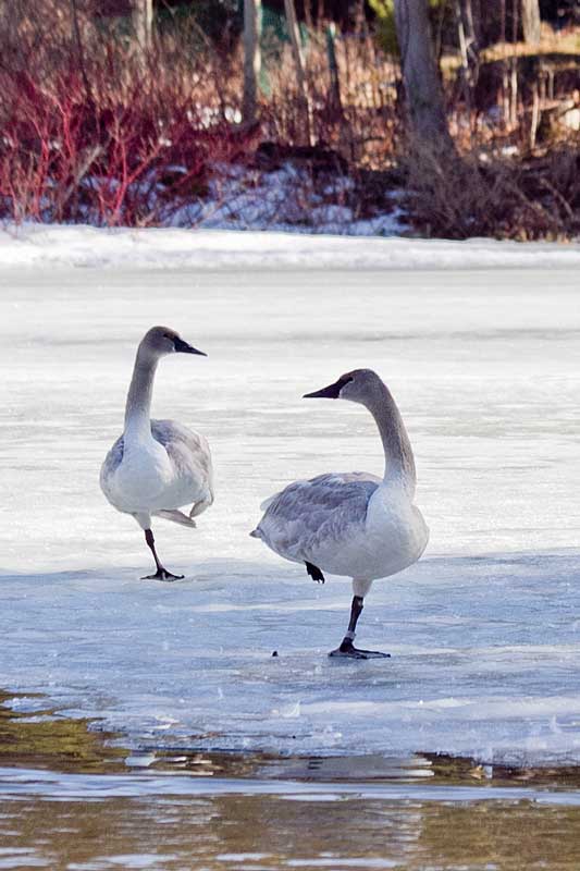 East Gwillimbury CameraGirl: Trumpeter Swans/Camera Critters