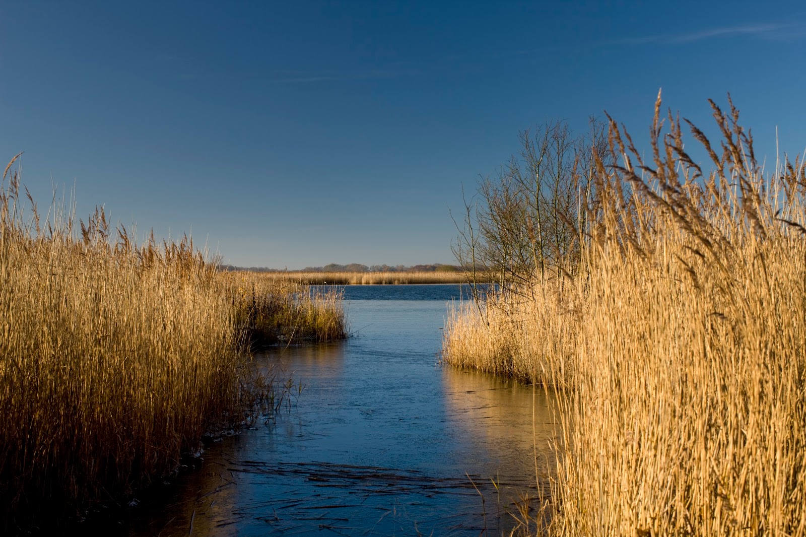 Norfolk Wildlife Trust: Cranes and Hickling Broad