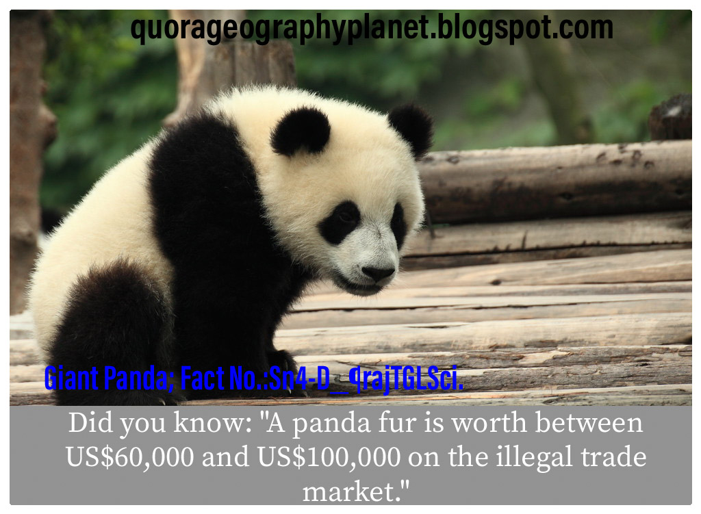 [BEST] 10+ Pandas Amazing Facts : The wild Animal