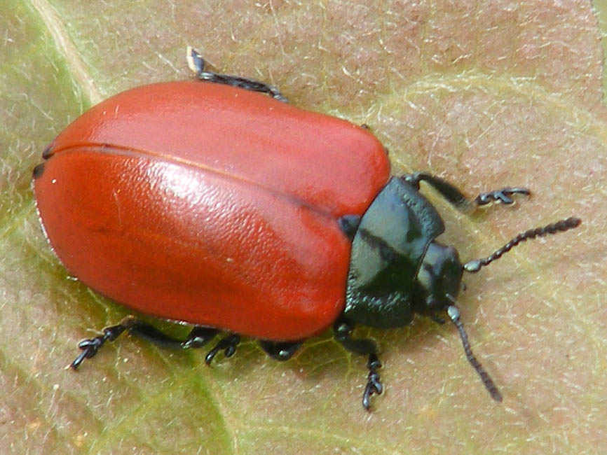 Loire Valley Nature: Poplar Leaf Beetle - Chrysomela populi