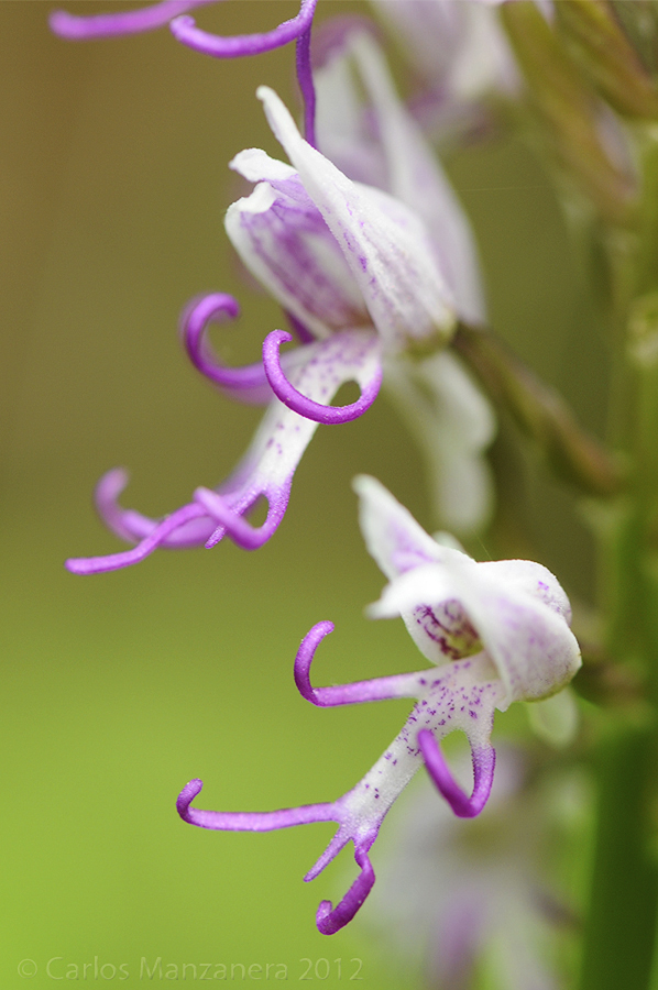 Natura de Caps de Setmana: Orchis simia