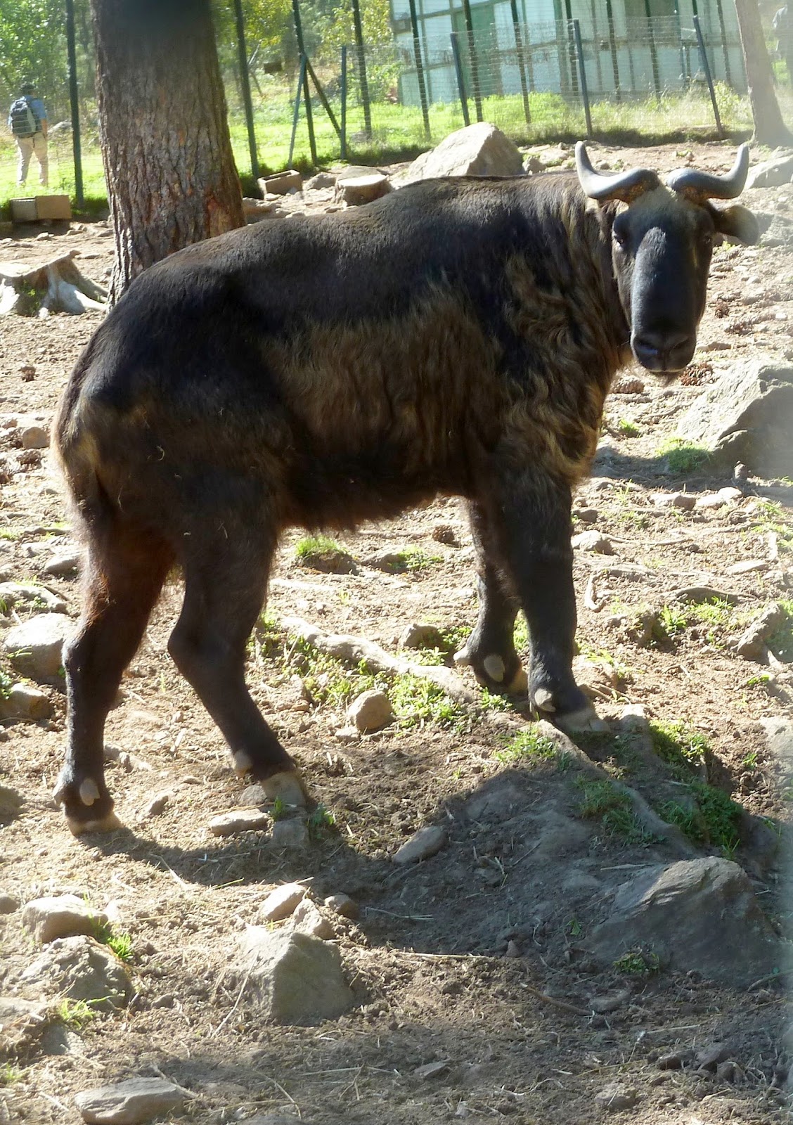 Multitasker: Bhutan's national animal - I've never seen one before ...