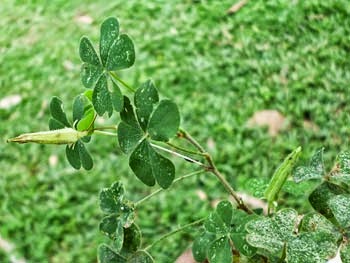 Yellow wood Sorrel - Ambul Ambiliya | SL Flora