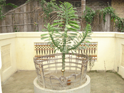 Northeast Indian Tribes and people: BODO TRIBES