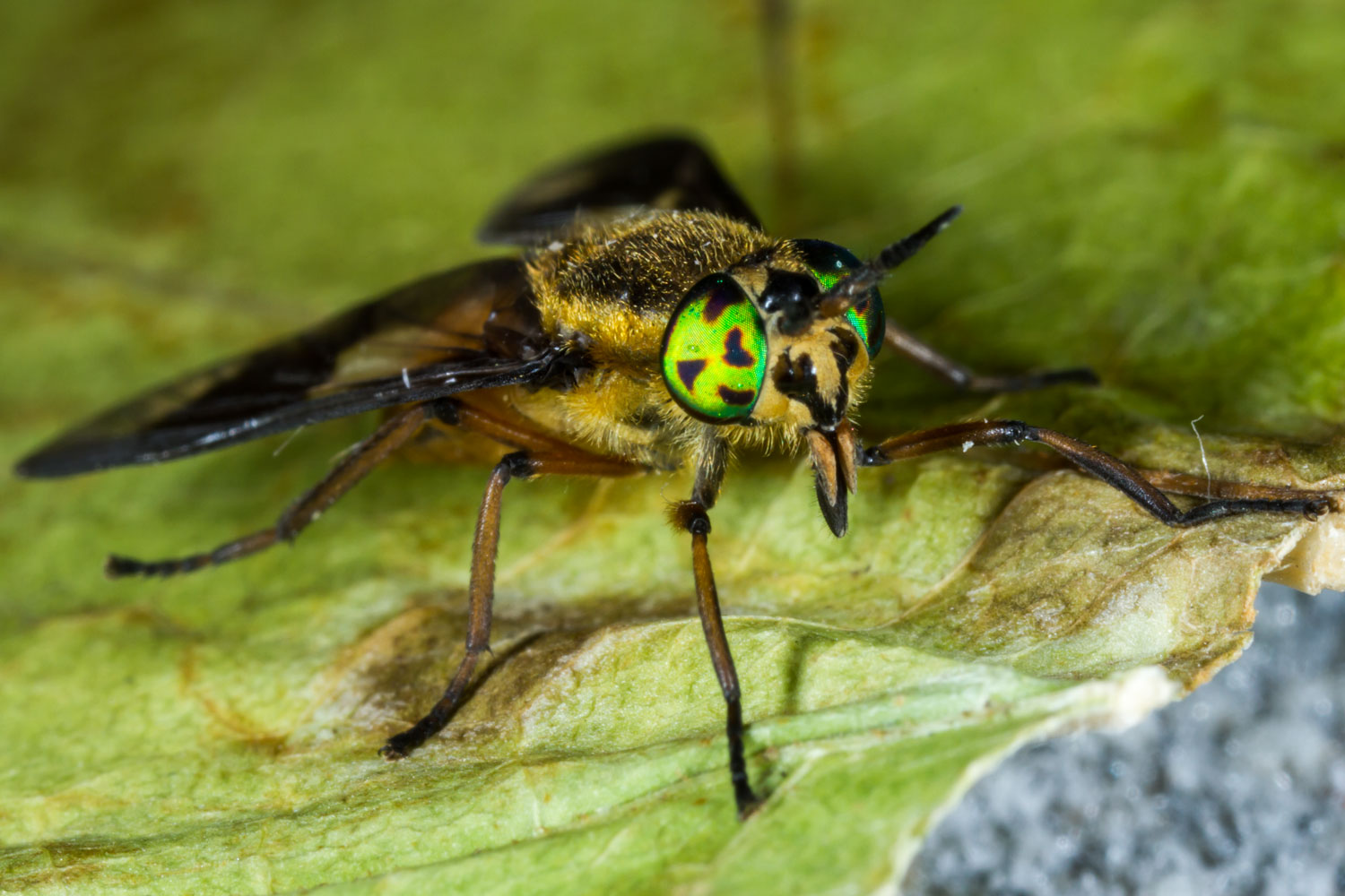 Bugging Saskatchewan: Deer Fly - Chrysops excitans