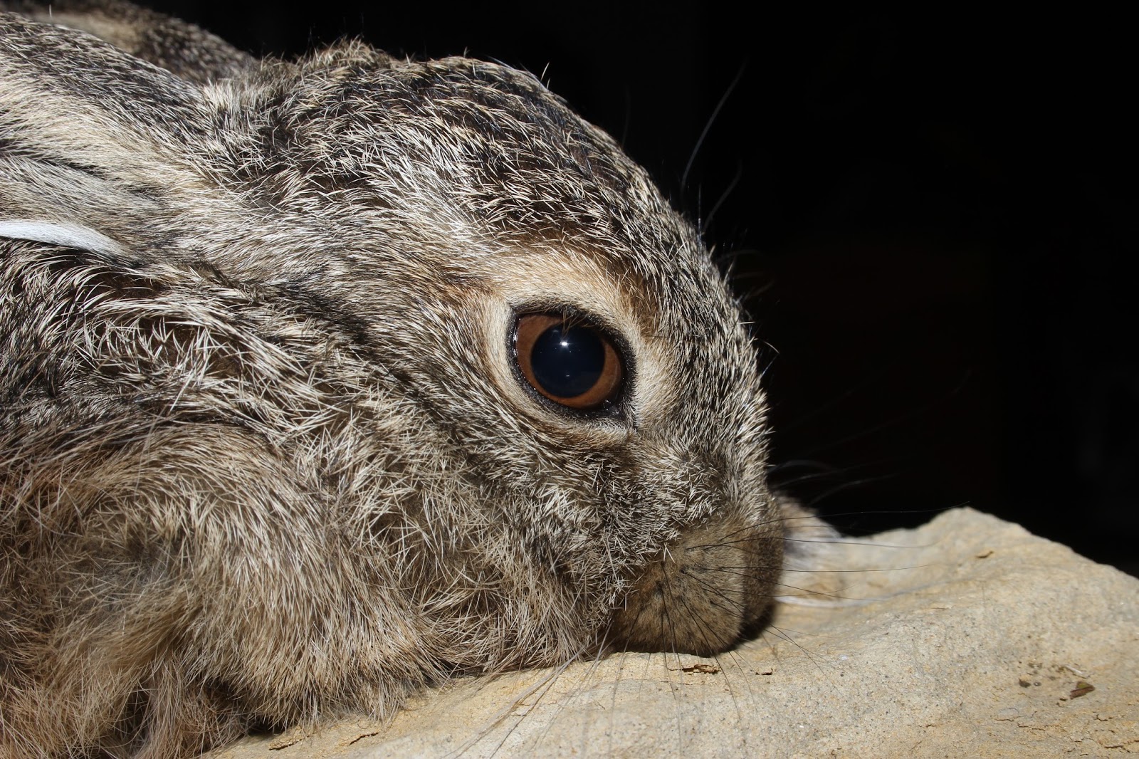 Mammals of Cyprus - Τα θηλαστικά της Κύπρου by George Konstantinou ...
